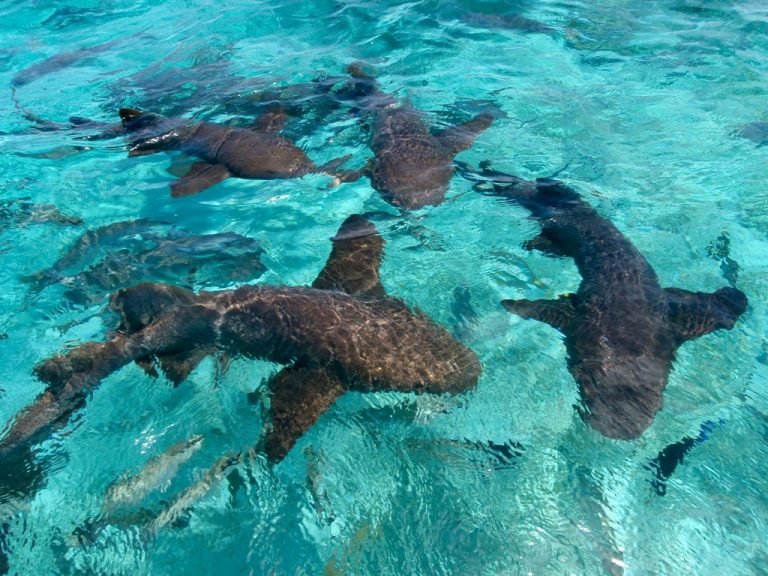 Reef Snorkel Hol Chan - 5 stops - UpClose Belize Tours